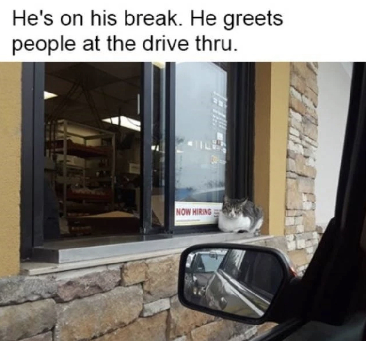 Hard-Working Cat Memes for Y’all — Funny Pictures