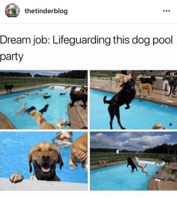 Summer Pool Memes — Funny Pictures